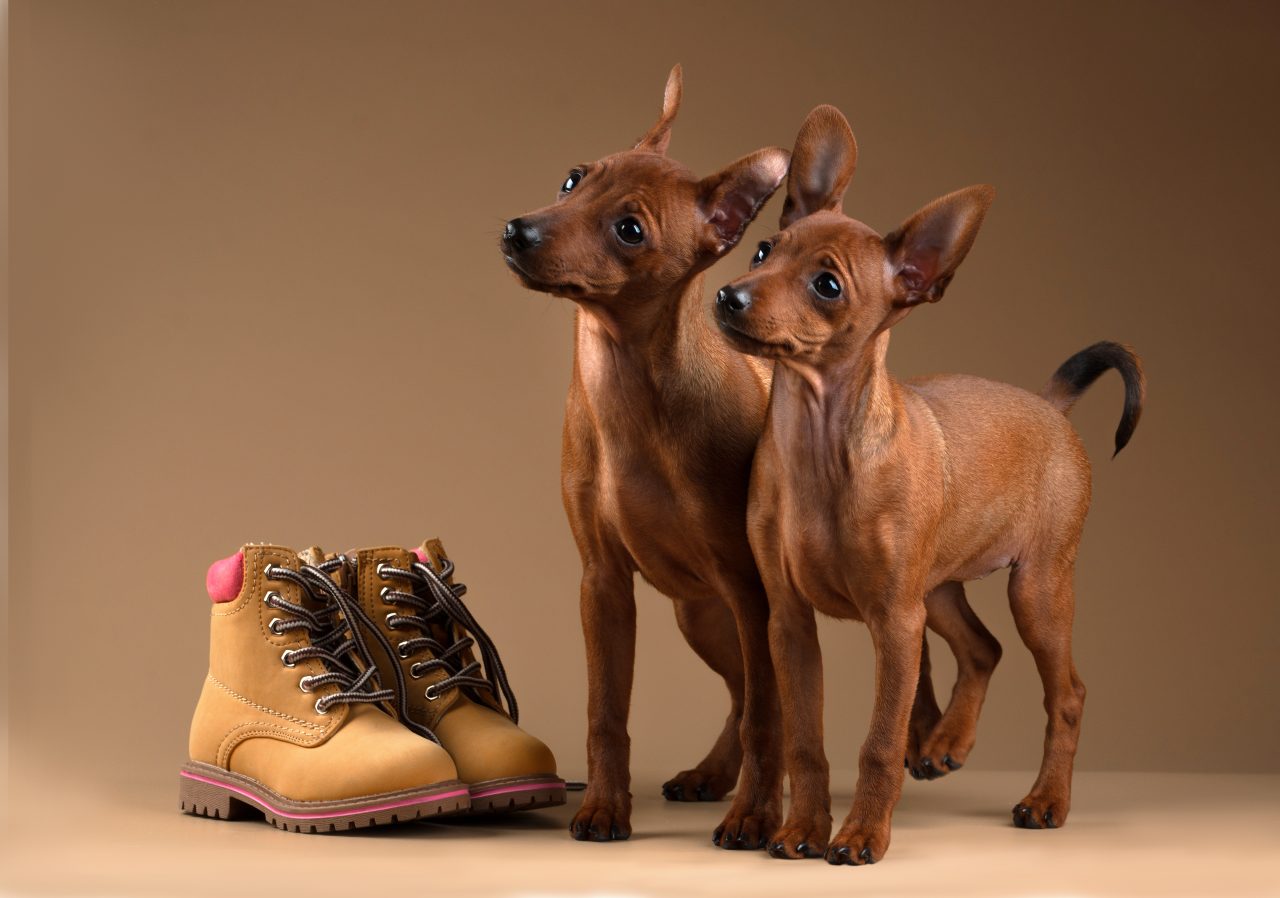 Breeding The Miniature Pinscher | Miniature Pinscher | Care | Training ...